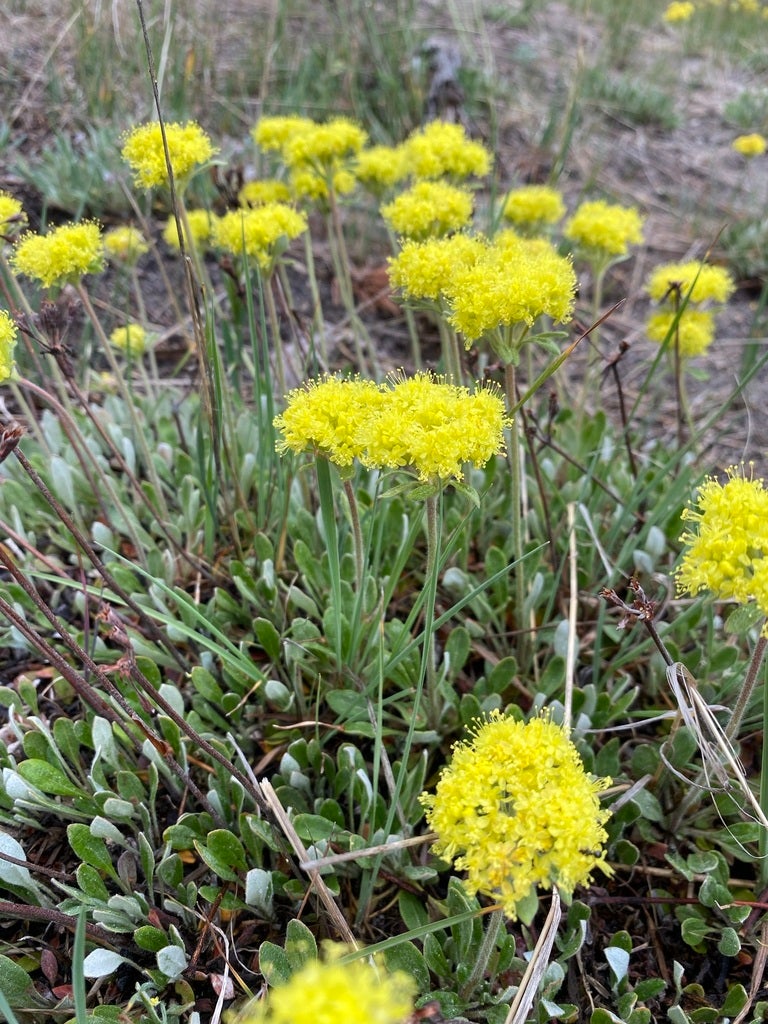 Eriogonum flavum (Alpine Golden Buckwheat) | High Plains Environmental ...