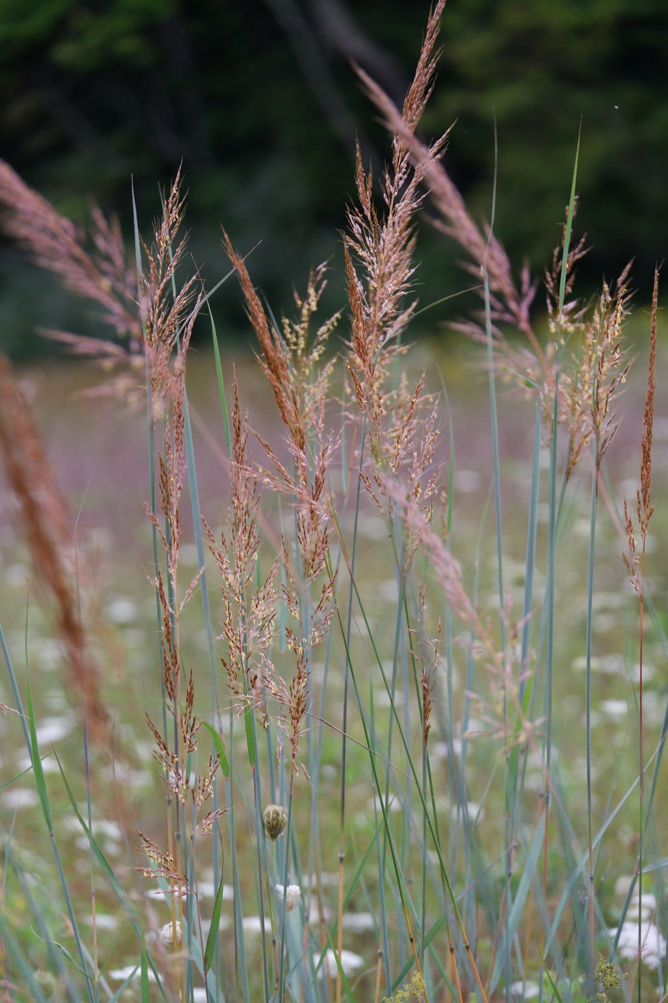 Sorghastrum nutans (Yellow Indian Grass) | High Plains Environmental Center