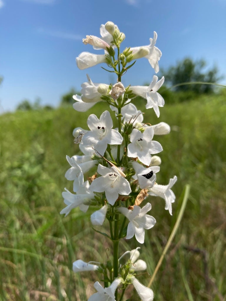 Penstemon tubaeflorus (White Wand Beardtongue) | High Plains ...