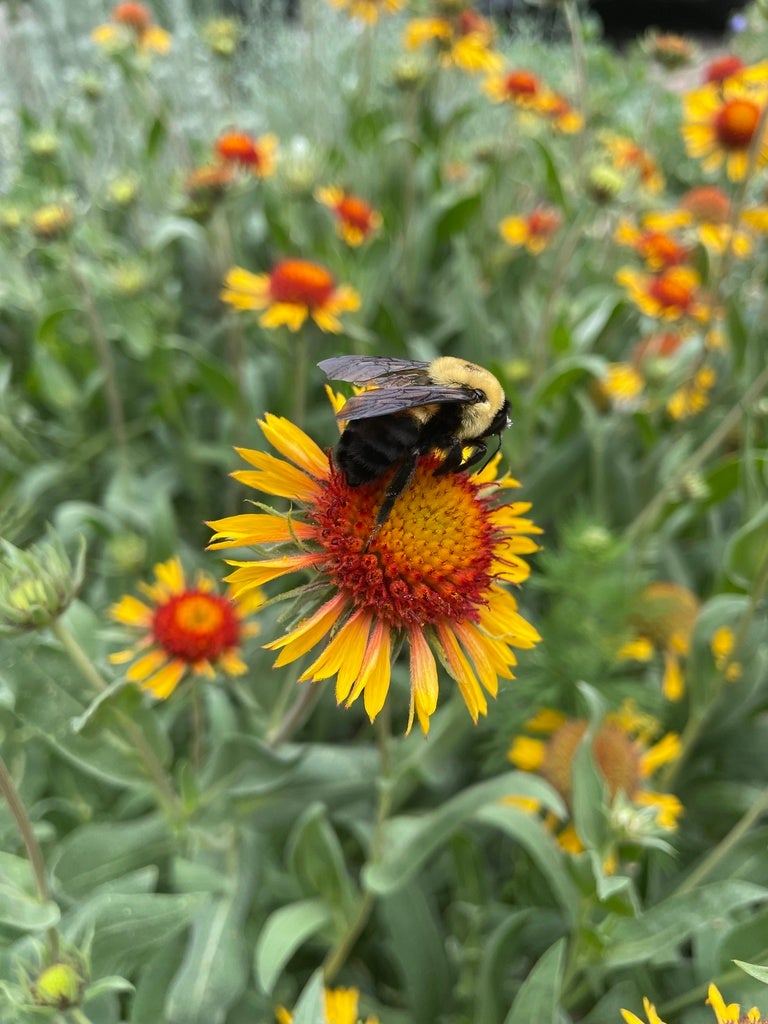 Pollinator Garden Kit | High Plains Environmental Center