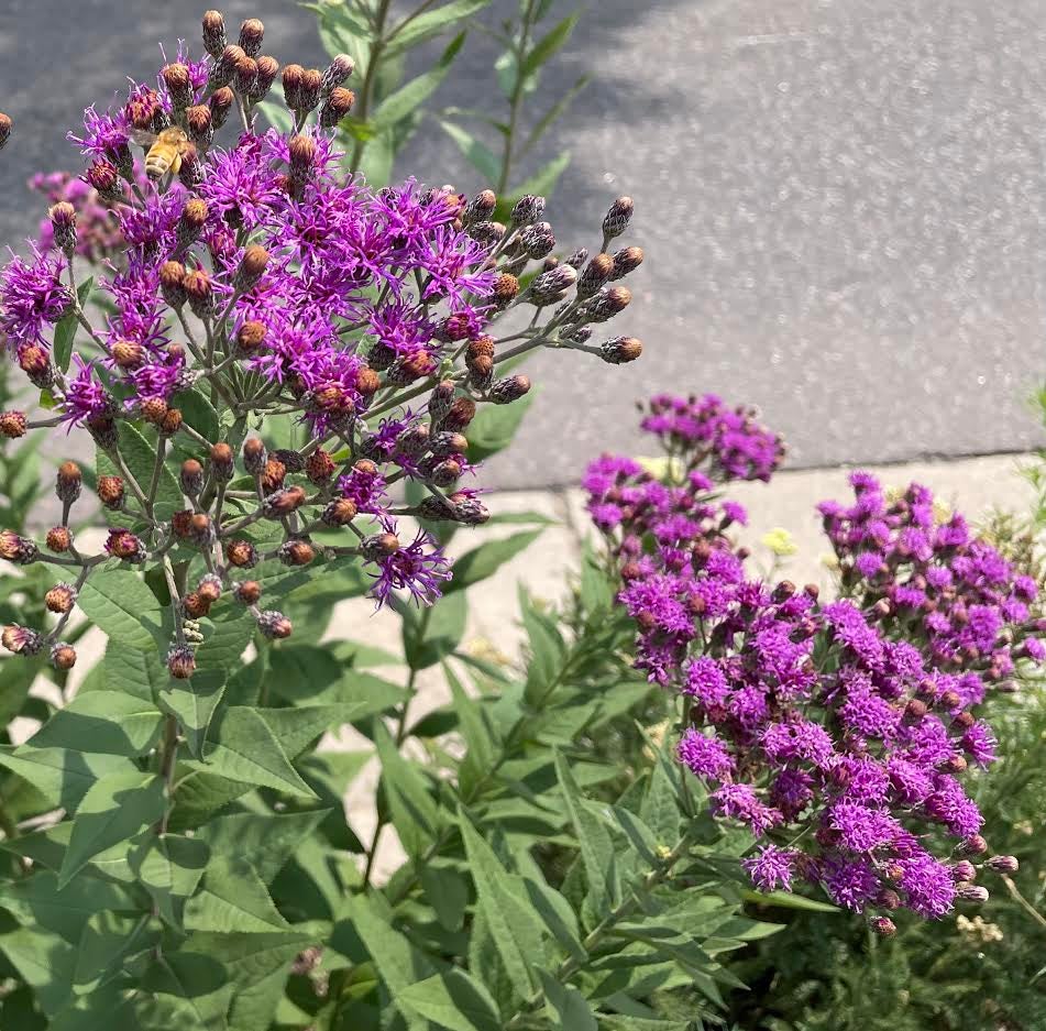 Vernonia fasciculata (Common Ironweed) | High Plains Environmental Center
