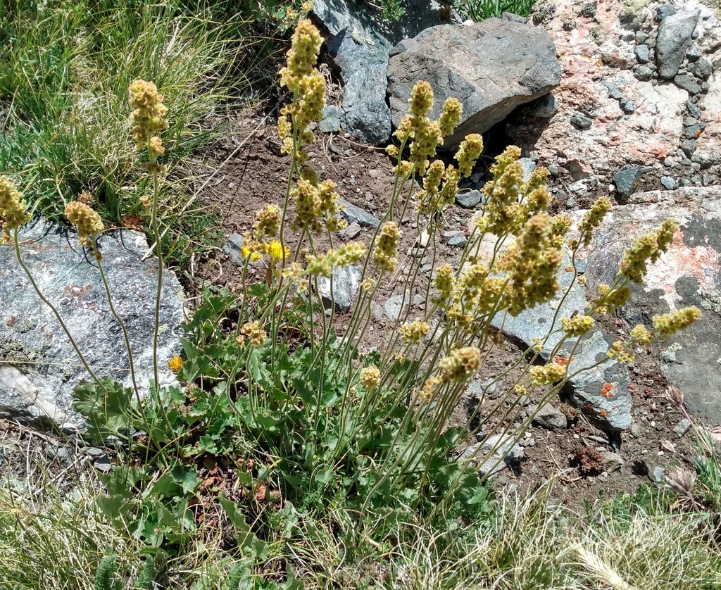 Heuchera parvifolia (Littleleaf Alumroot) | High Plains Environmental ...