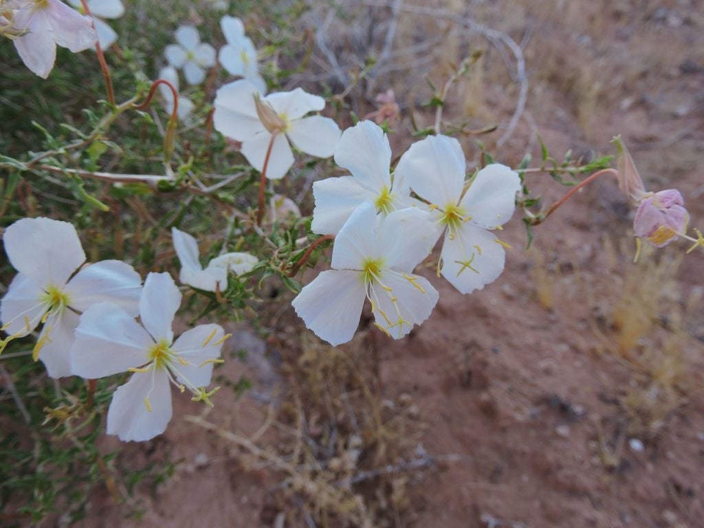 Oenothera pallida (Pale Evening Primrose) | High Plains Environmental ...
