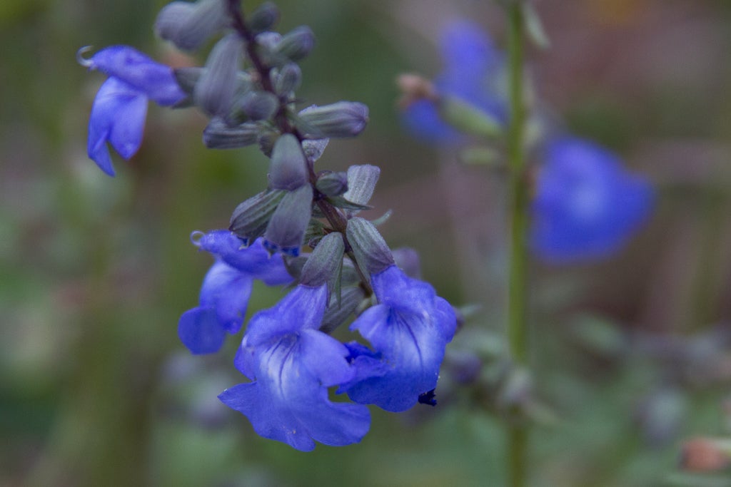 Salvia azurea (Azure Sage) | High Plains Environmental Center