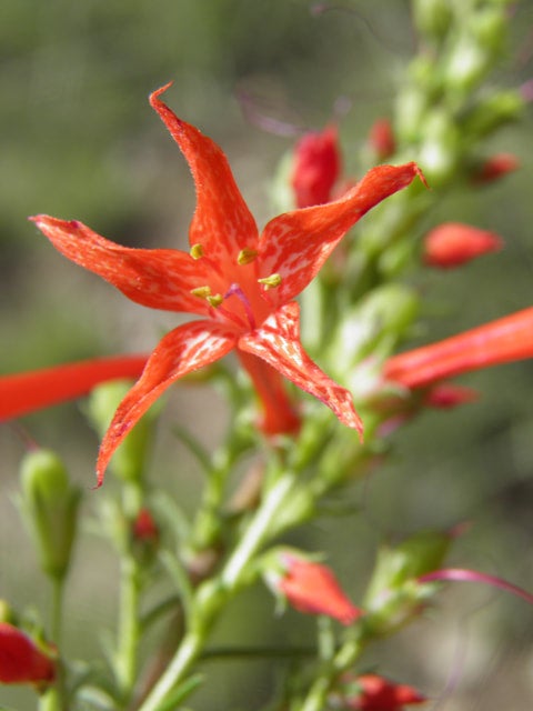 Skyrocket Flower
