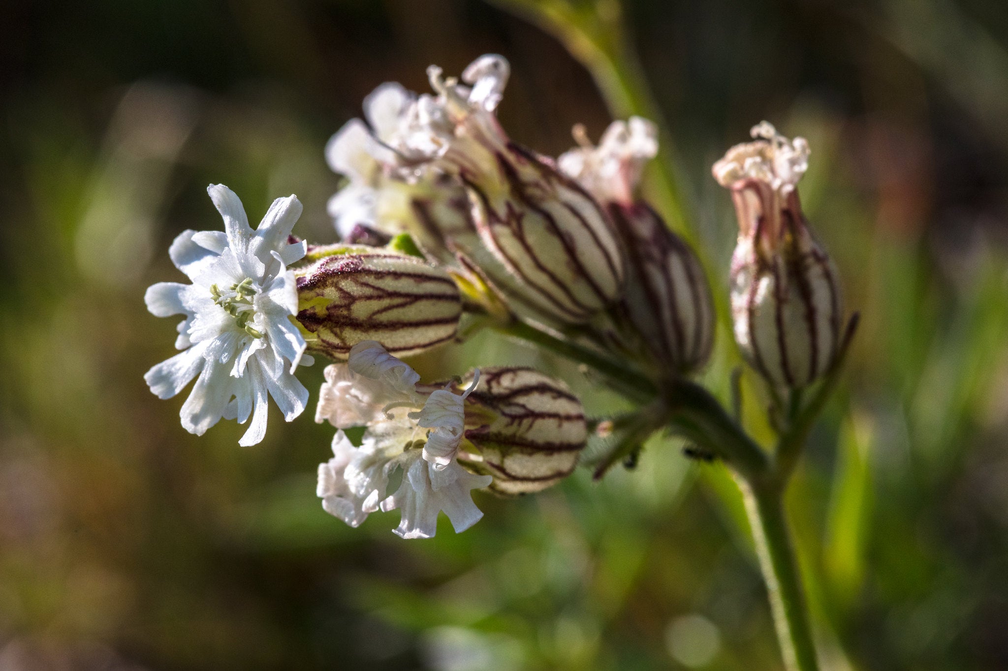 Silene drummondii (Drummond's Catchfly) | High Plains Environmental Center