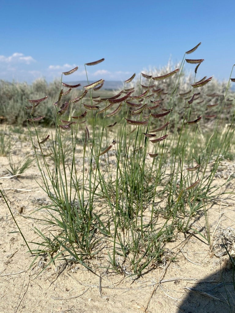 Blue Grama Grass Drawing