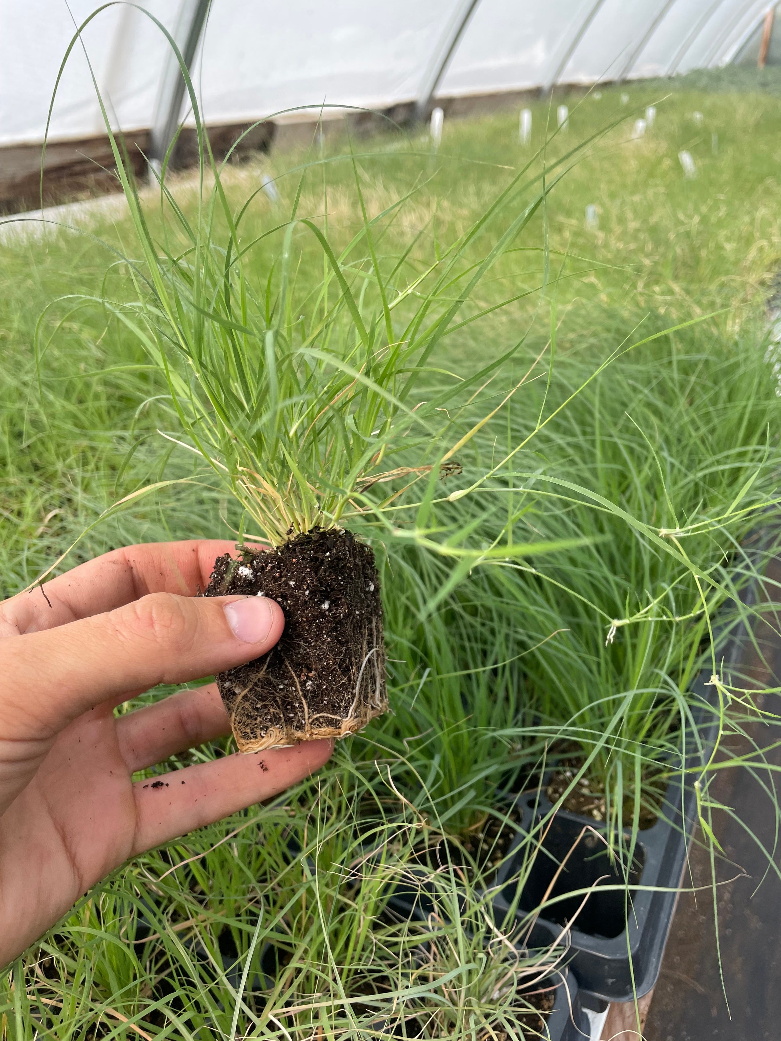Buffalo Grass Plugs 50ct High Plains Environmental Center