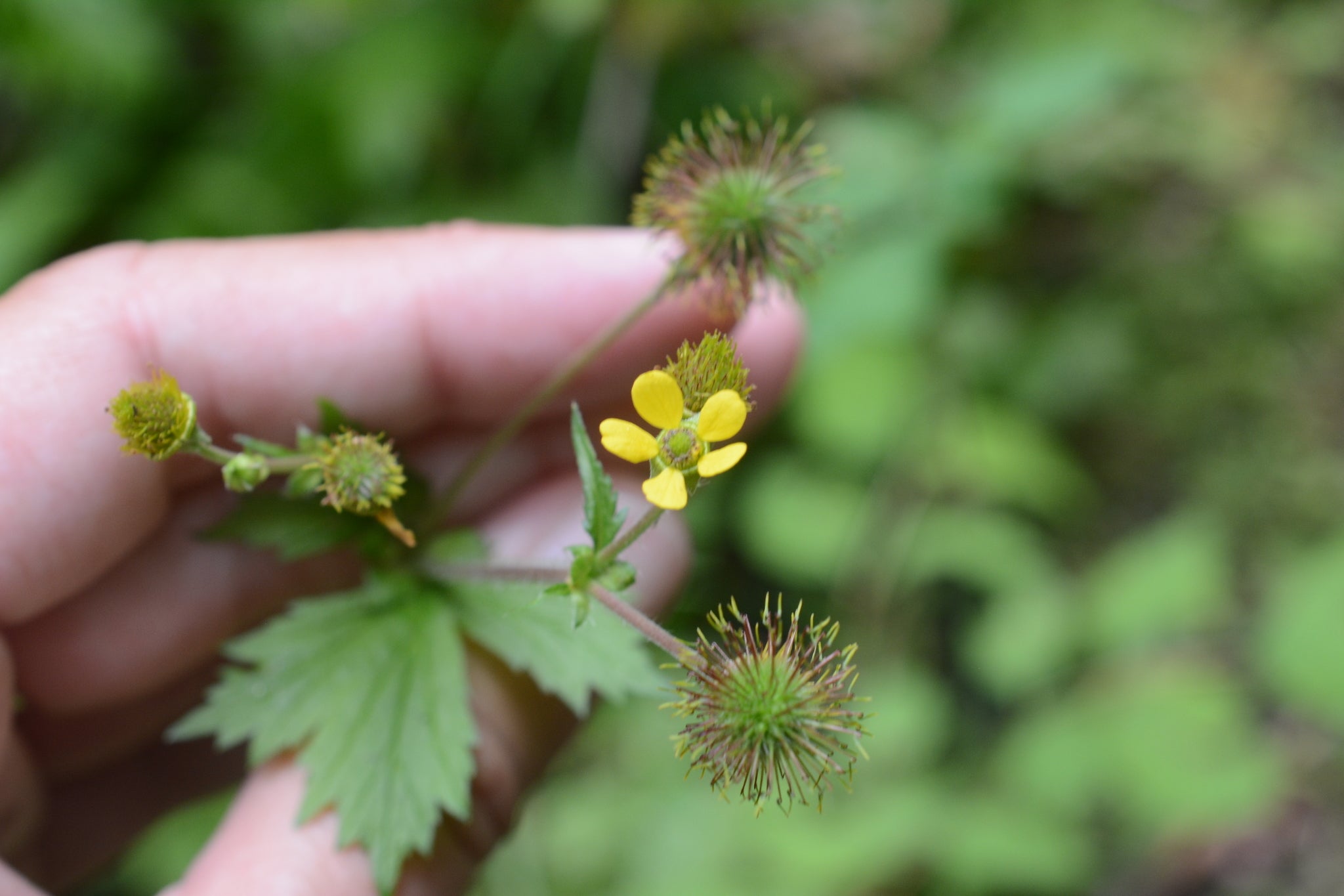 *Geum macrophyllum (Large-leaved Avens | High Plains Environmental Center