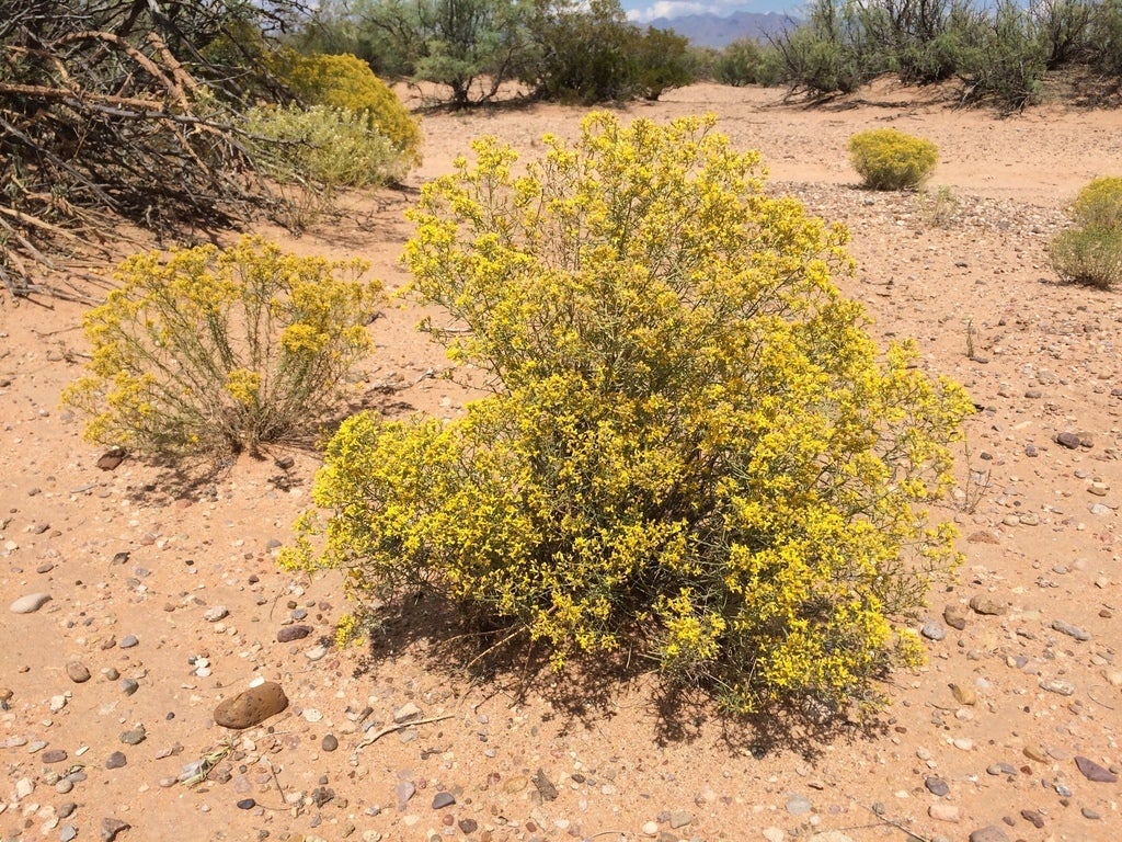 Broom Snakeweed