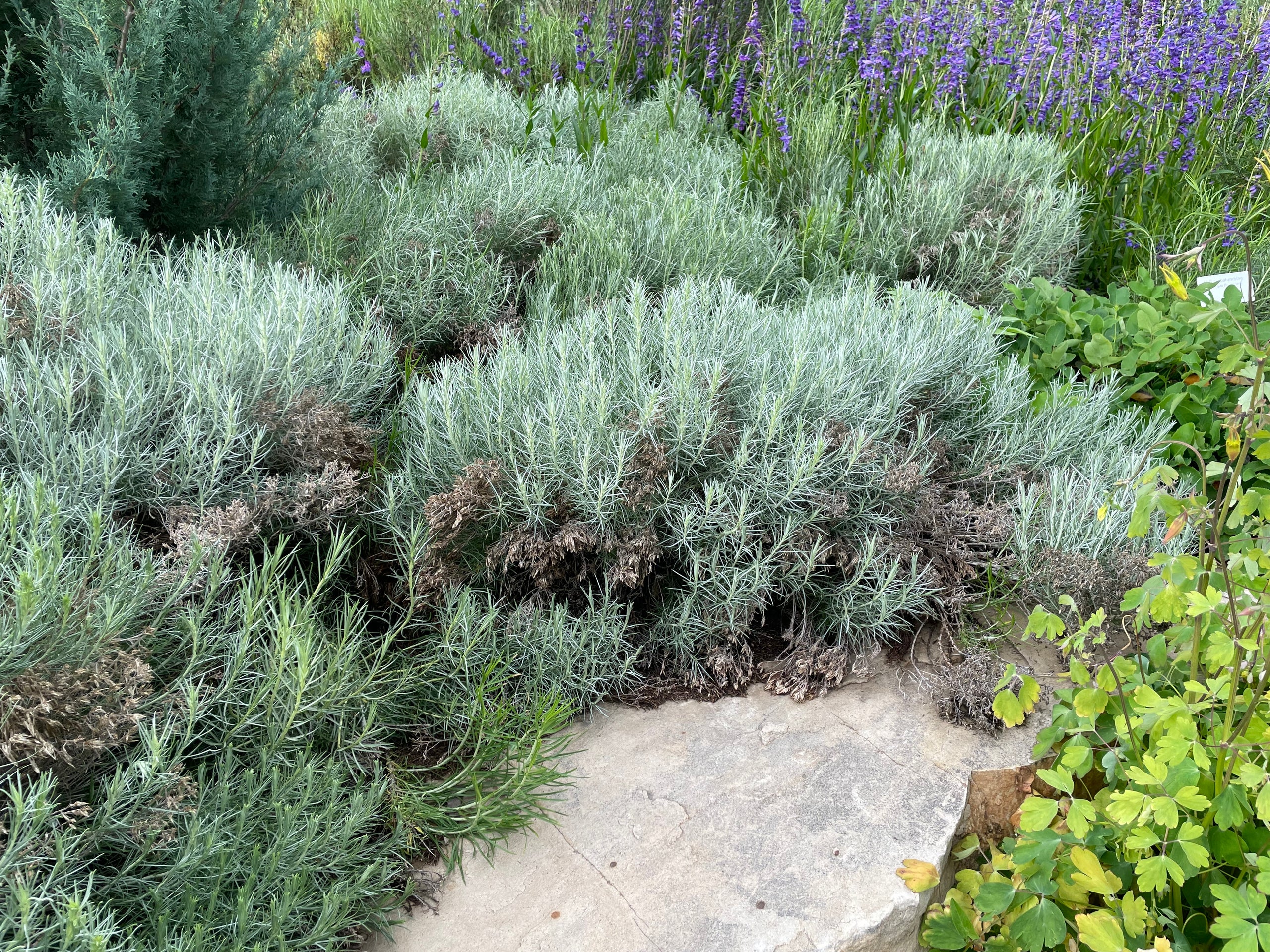 *Ericameria nauseosa var. nauseosa (Dwarf Rabbitbrush) | High Plains ...
